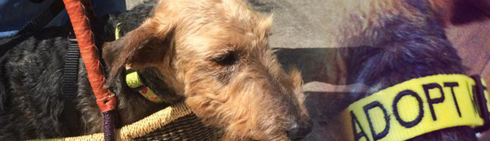 Adoption Application | WTCARES