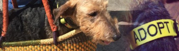 Available Welsh Terrier | WTCARES