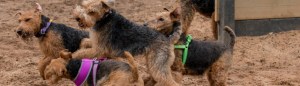 WTCARES | America's non-profit Welsh Terrier Rescue Service