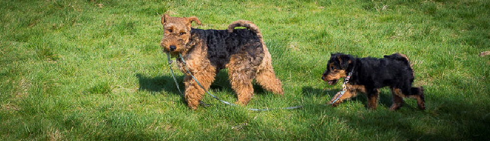 About the Breed | WTCARES