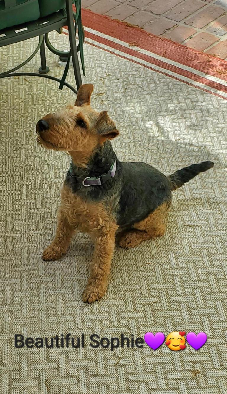 Available Welsh Terrier | WTCARES