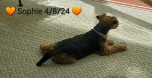 Available Welsh Terrier | WTCARES