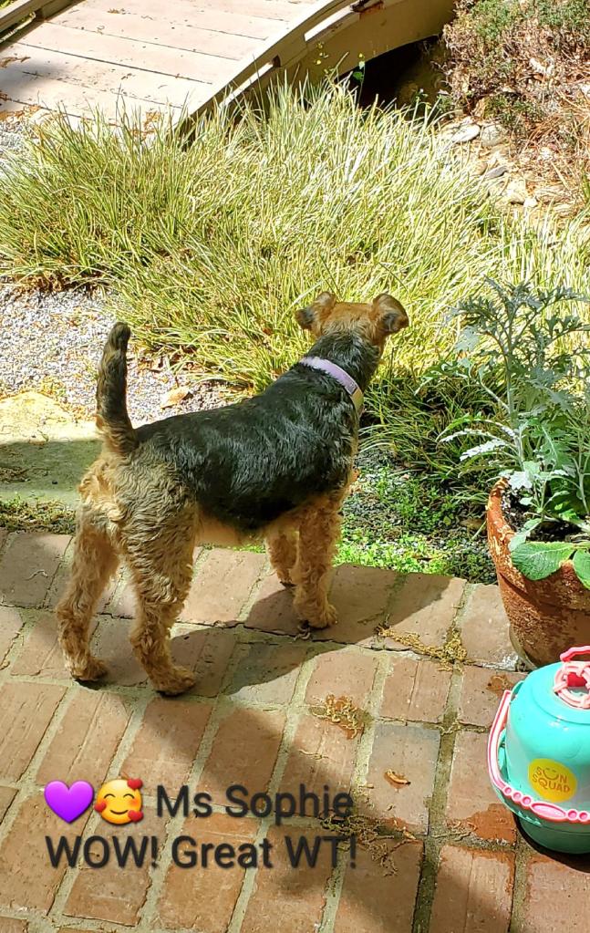 Available Welsh Terrier | WTCARES