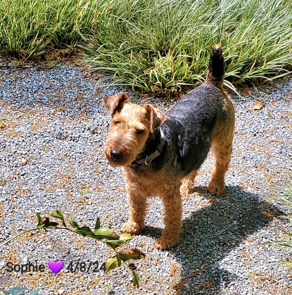 Available Welsh Terrier | WTCARES