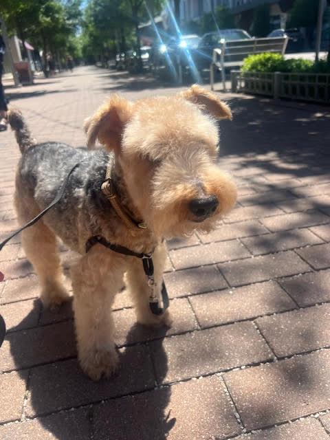 Available Welsh Terrier | WTCARES