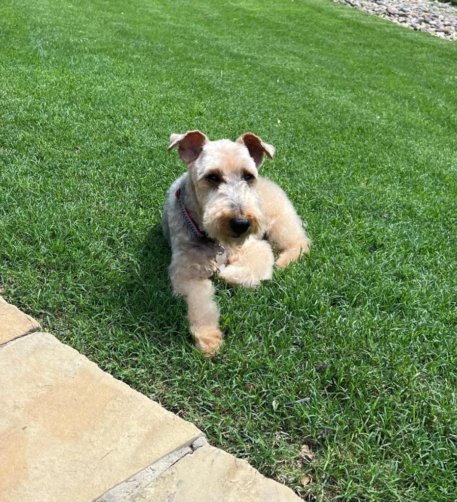 Available Welsh Terrier | WTCARES