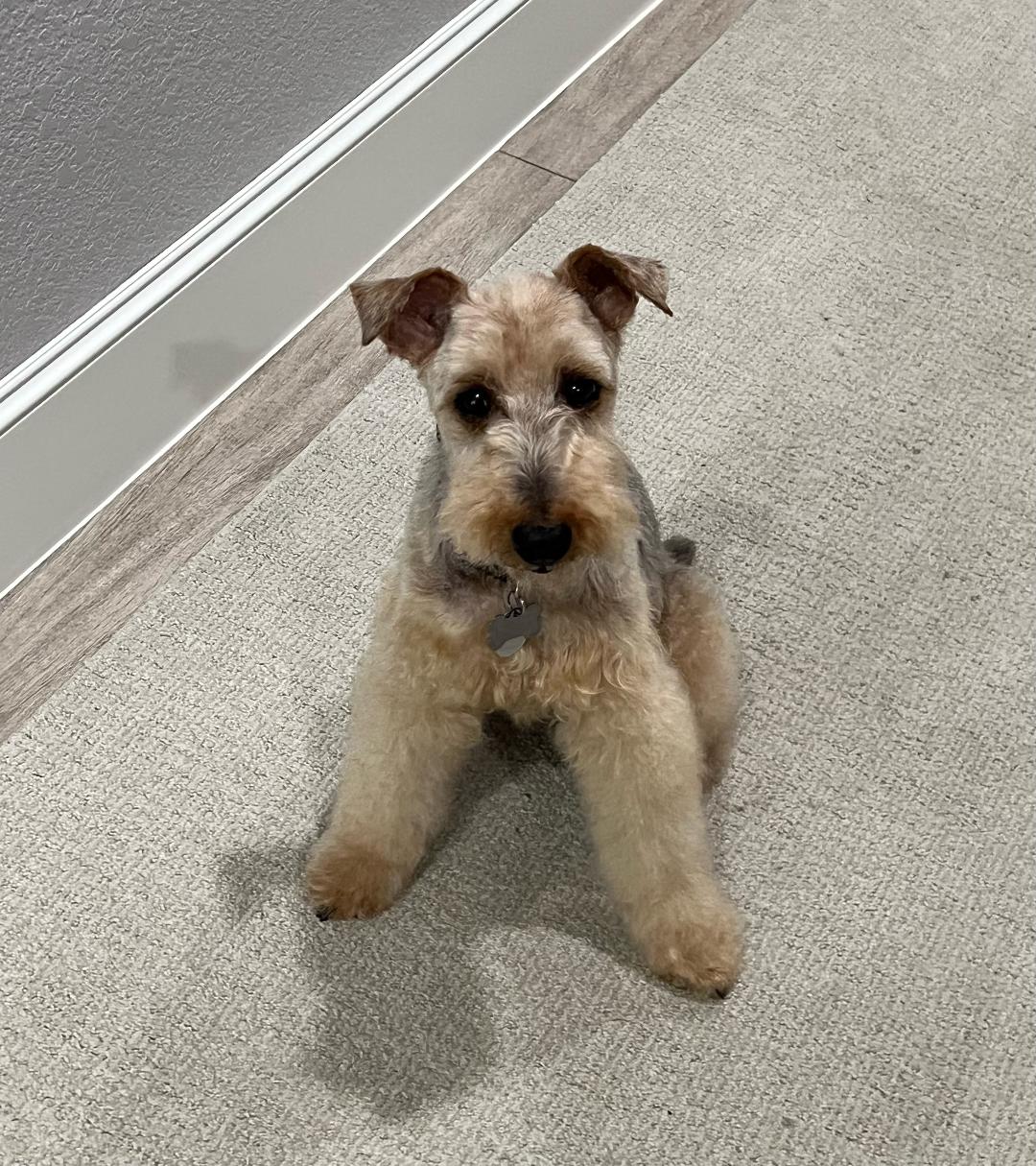 Available Welsh Terrier | WTCARES