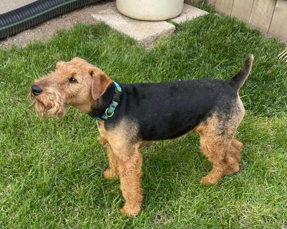 Available Welsh Terrier | WTCARES