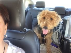 Available Welsh Terrier | WTCARES