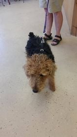 Available Welsh Terrier | WTCARES