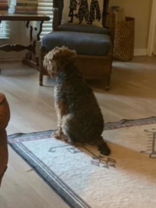 Available Welsh Terrier | WTCARES