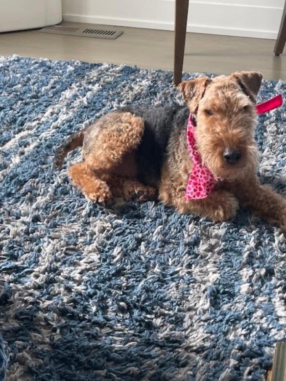 Available Welsh Terrier | WTCARES