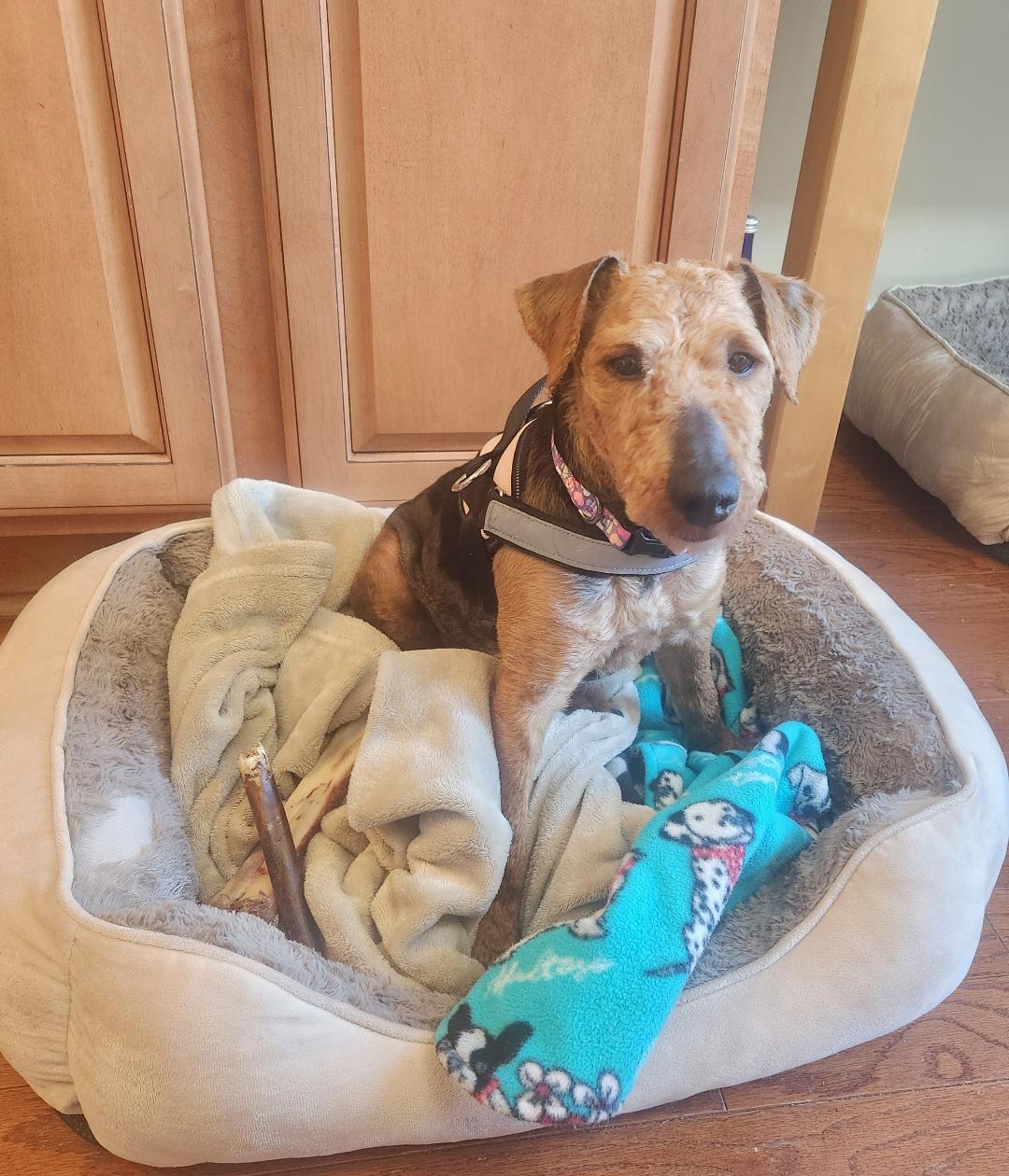 Available Welsh Terrier | WTCARES