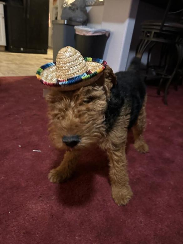 Available Welsh Terrier | WTCARES