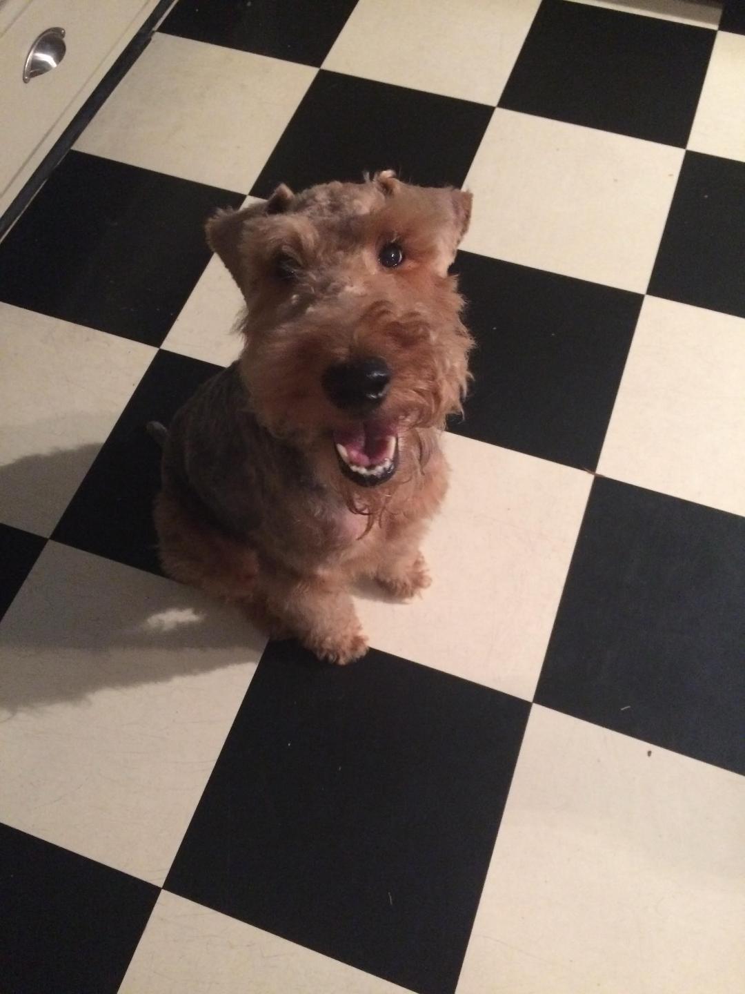 Available Welsh Terrier | WTCARES