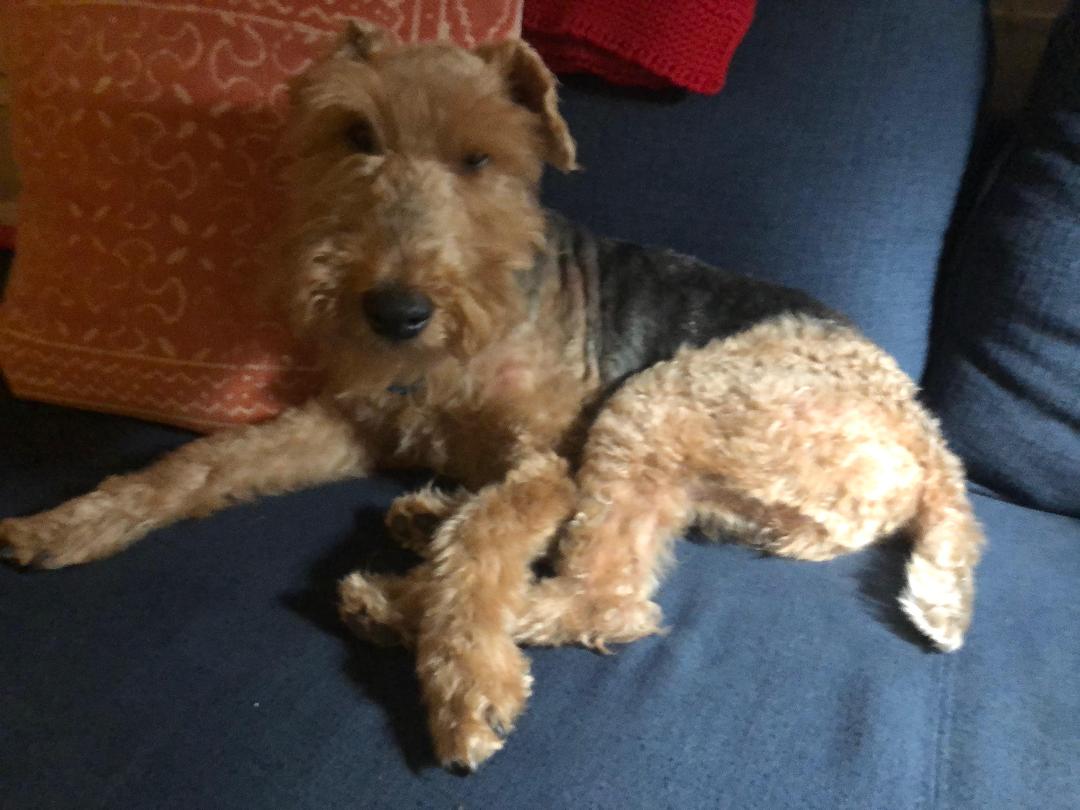 Available Welsh Terrier | WTCARES