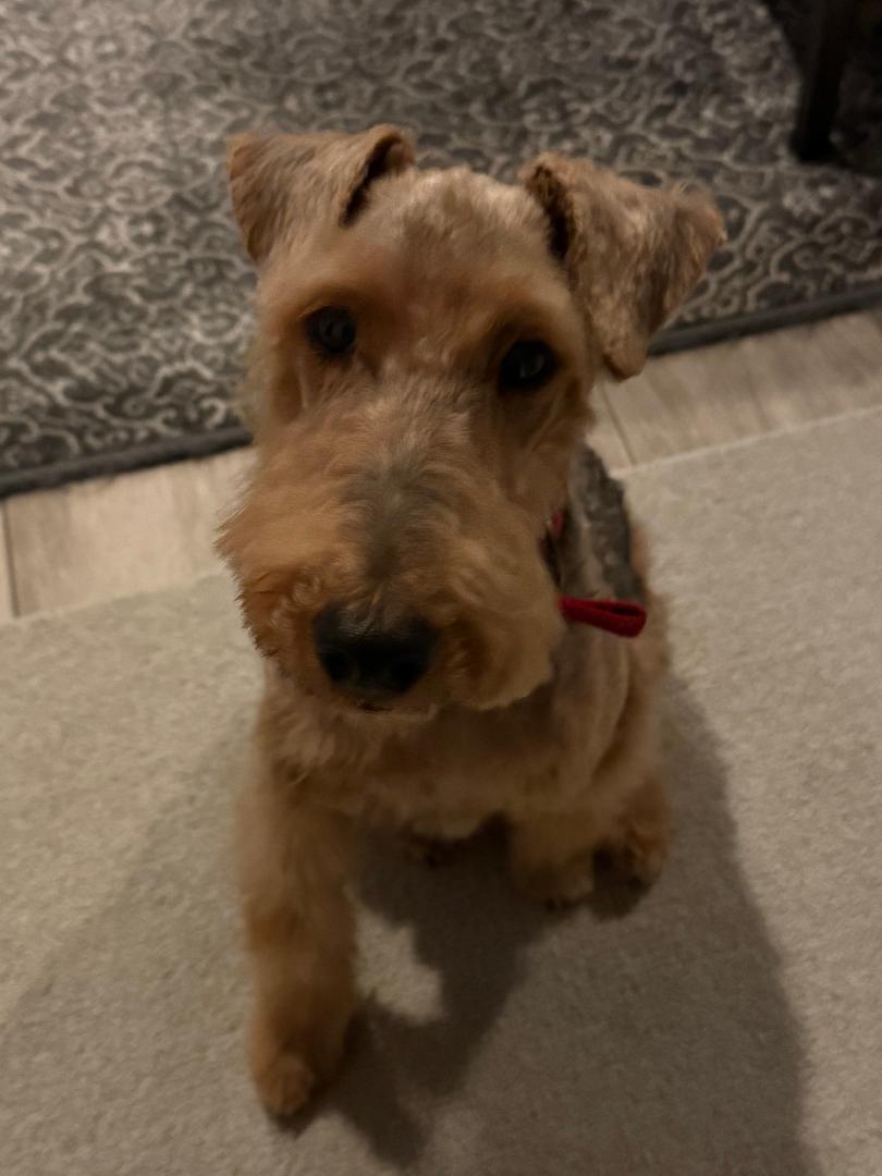 Available Welsh Terrier | WTCARES