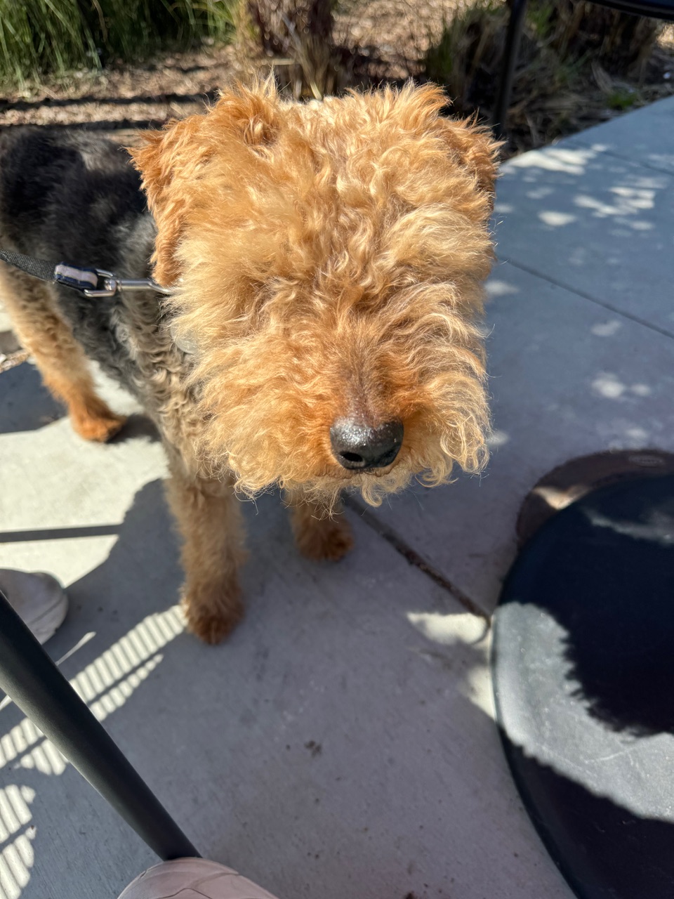 Available Welsh Terrier | WTCARES