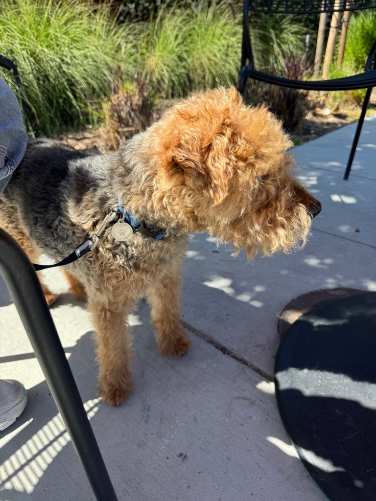 Available Welsh Terrier | WTCARES