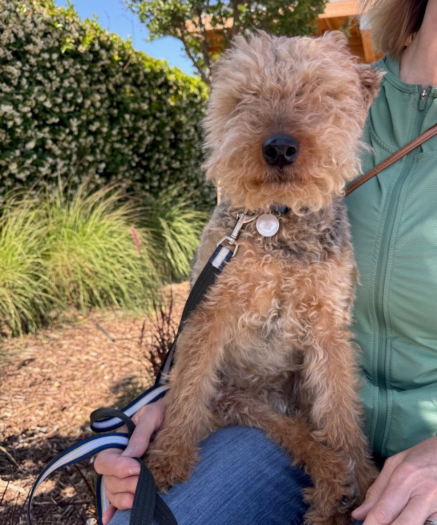 Available Welsh Terrier | WTCARES