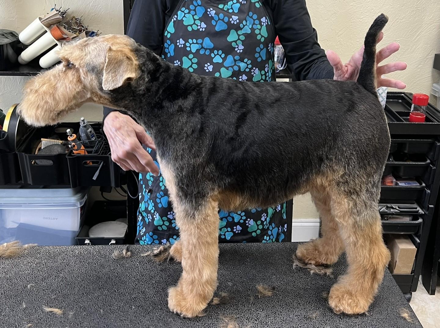 Available Welsh Terrier | WTCARES