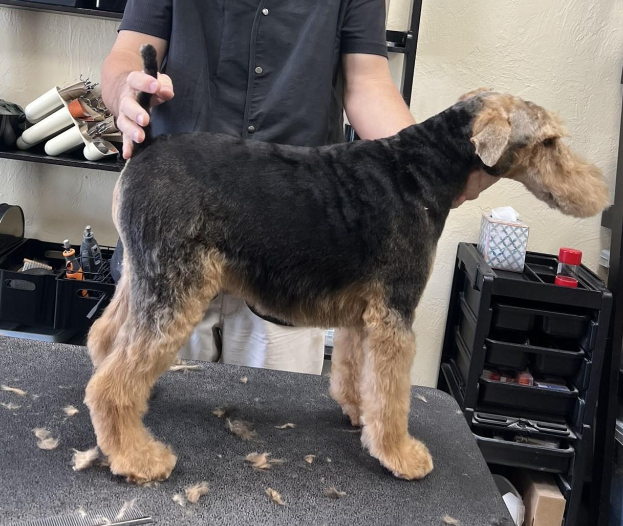 Available Welsh Terrier | WTCARES