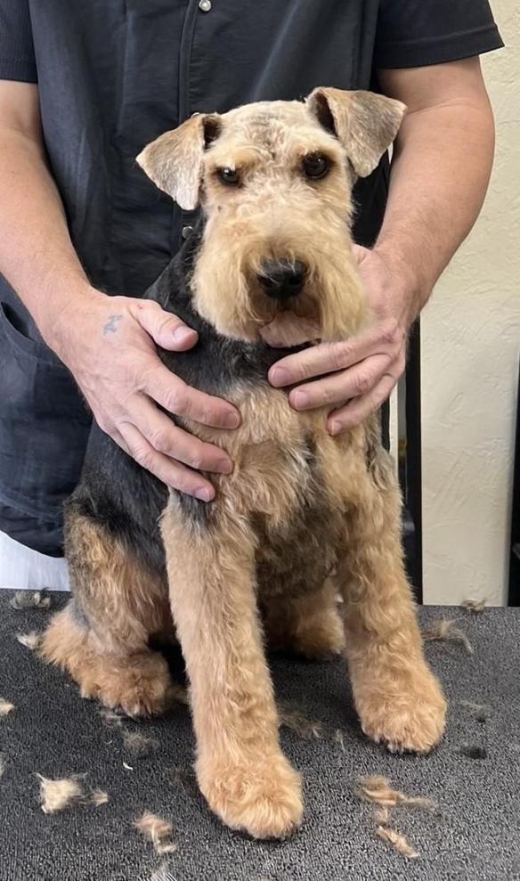 Available Welsh Terrier | WTCARES